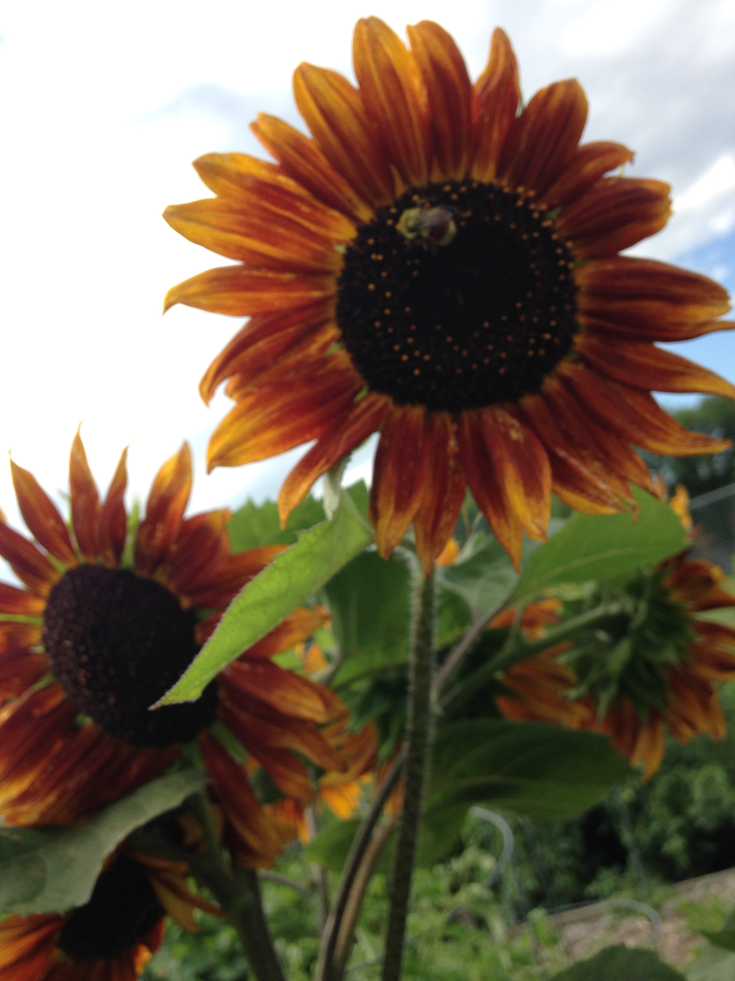 What is the NCA? – Nutana Community Association