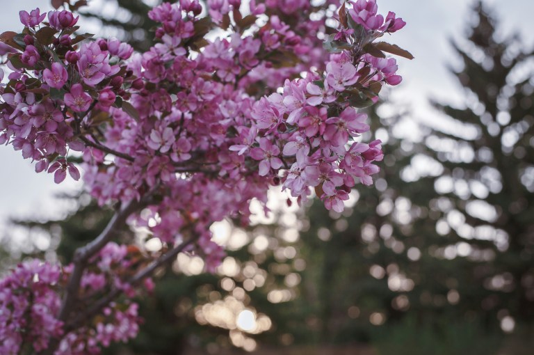 Nutana Community Association